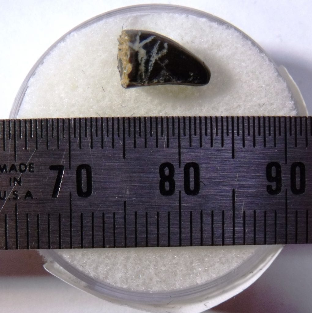 Teeth Cretaceous Crocodiles - Paleo Joe