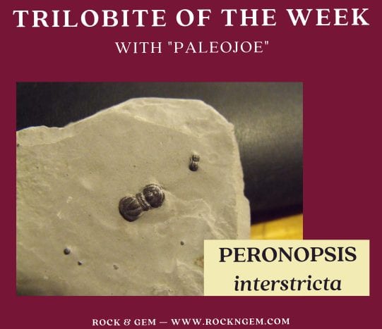 Trilobite of the Week: PERONOPSIS interstricta - Paleo Joe