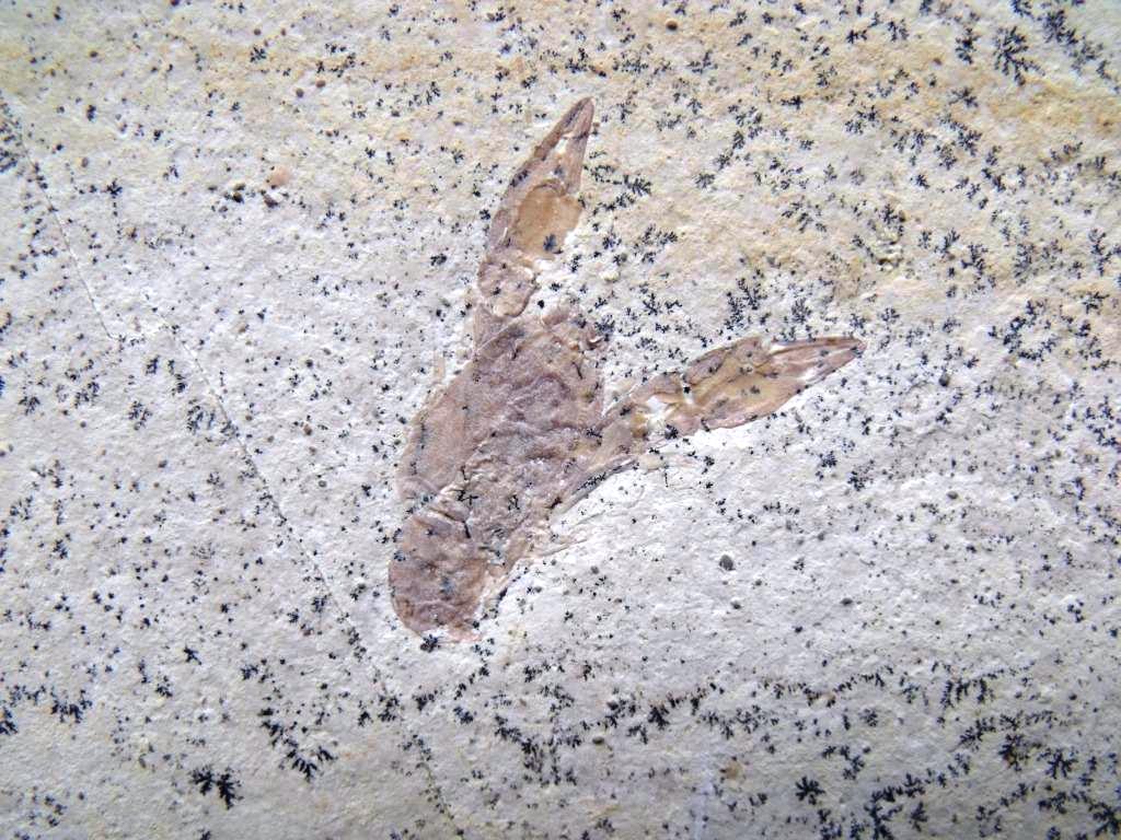 Solenhofen Eryma Lobster