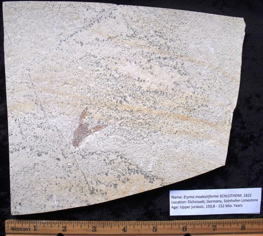 Solenhofen Eryma Lobster