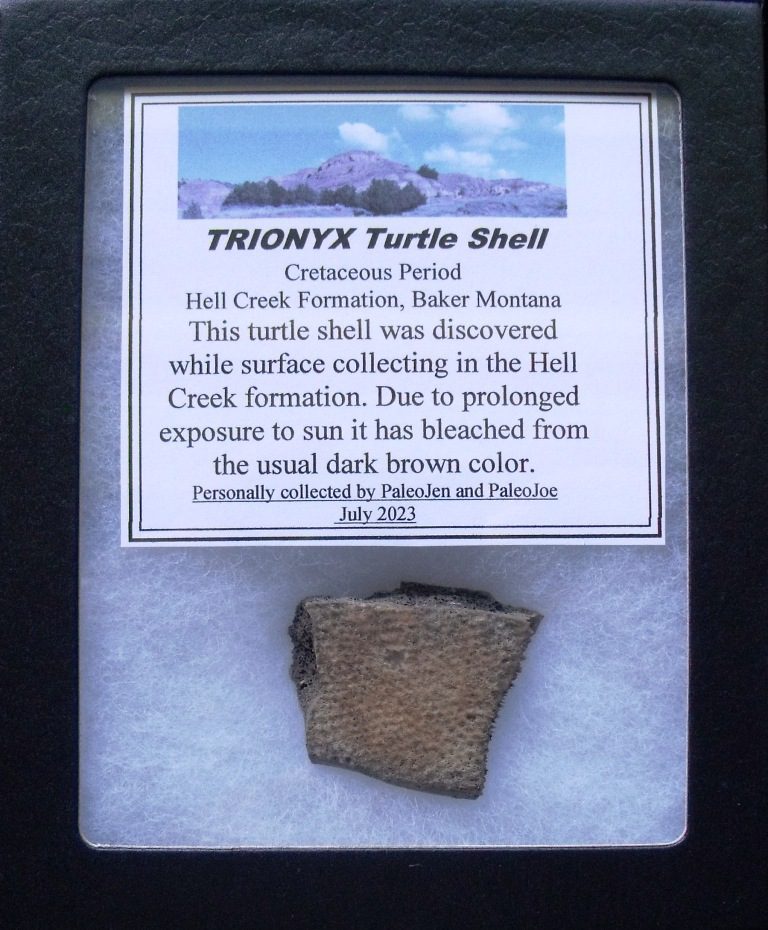 Trionyx Turtle Shell - Paleo Joe