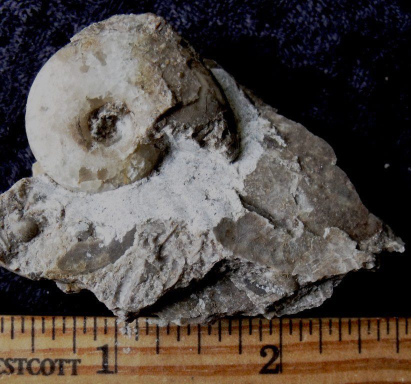 Koenenites Cephalopod Fossil 4 - Paleo Joe