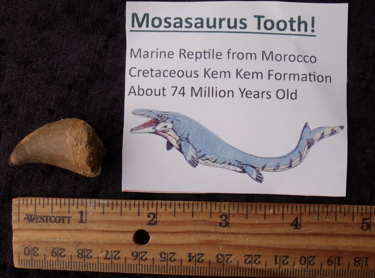 Medium Mosasaurus Tooth - Paleo Joe