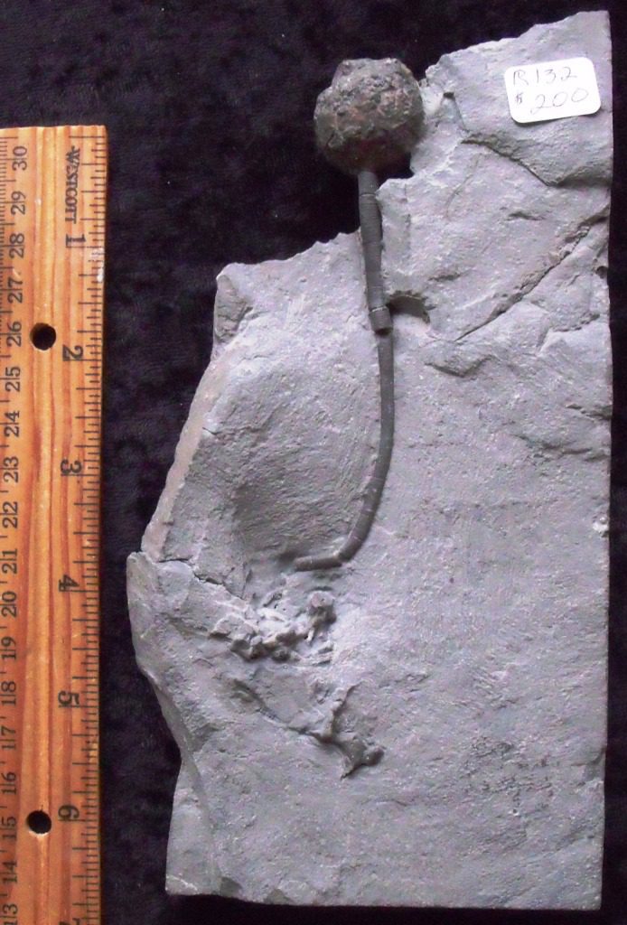 Single Fossil Cystoid - Paleo Joe