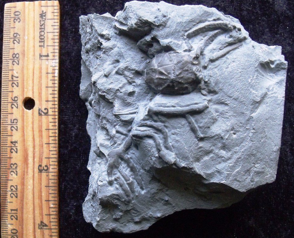 Fossil Cystoid & Bryozoan - Paleo Joe