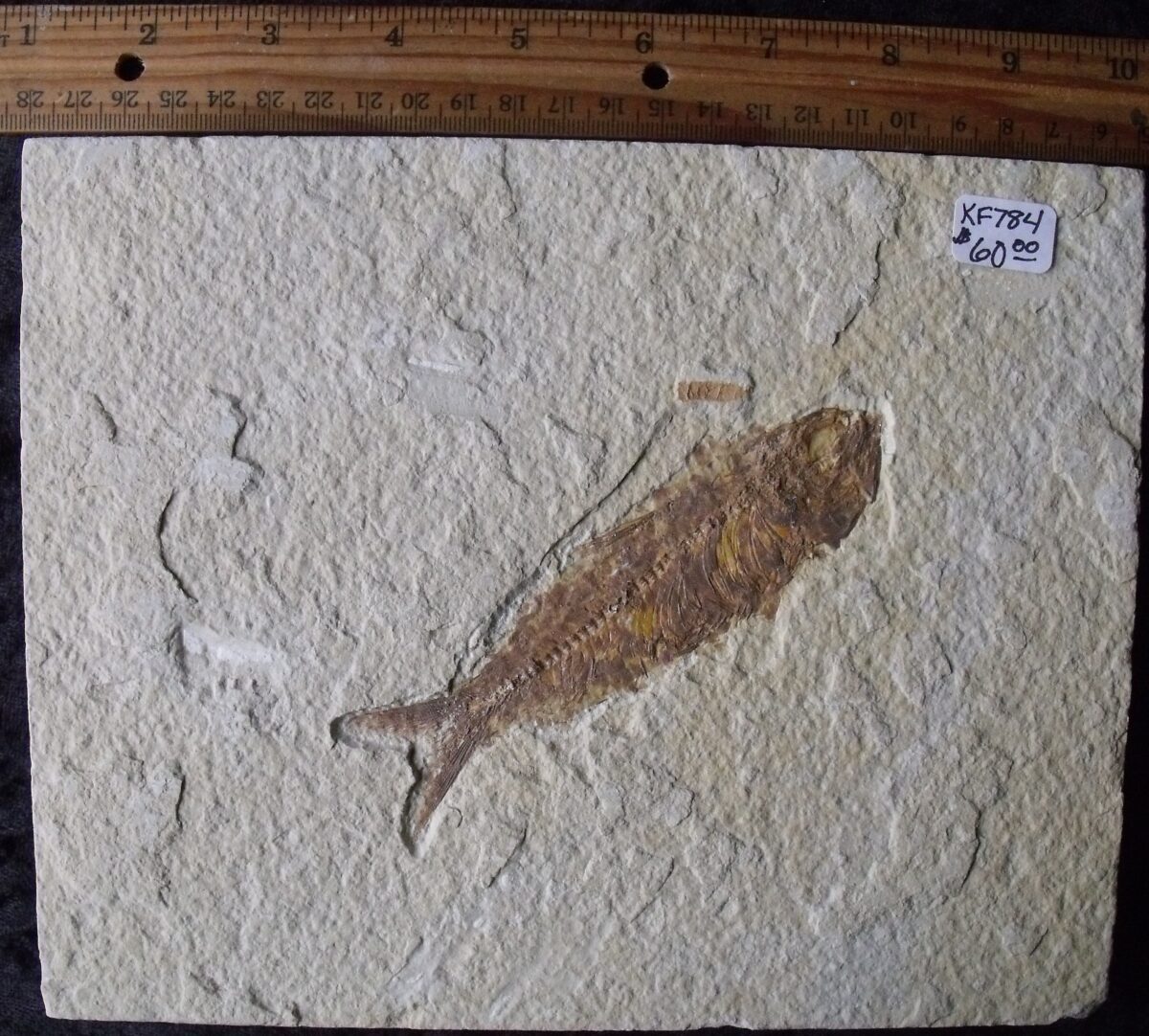 Fossil Fish 4 1/2 - Paleo Joe