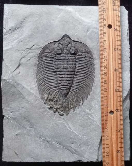 Arctinurus Trilobite Fossil - Paleo Joe