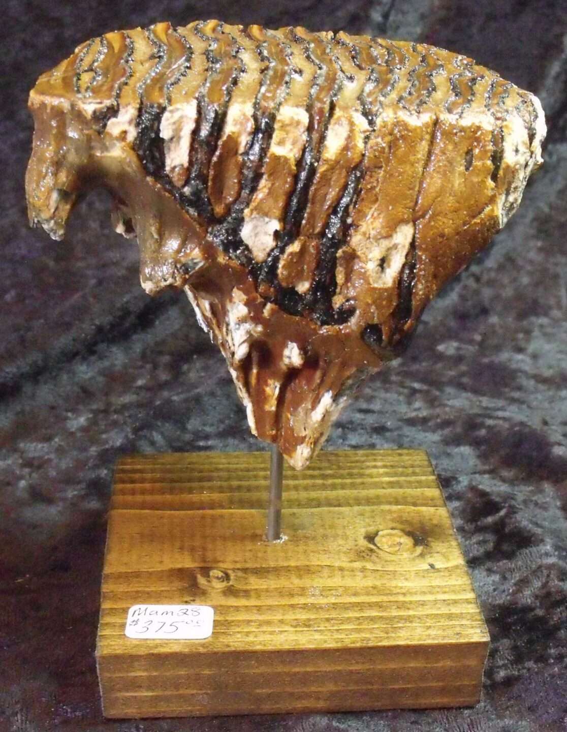 Woolly Mammoth Fossil Tooth - Paleo Joe