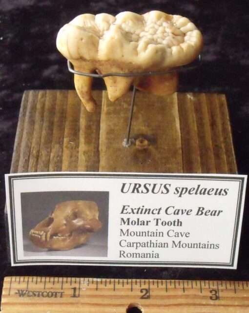 Cave Bear Molar Tooth - Paleo Joe